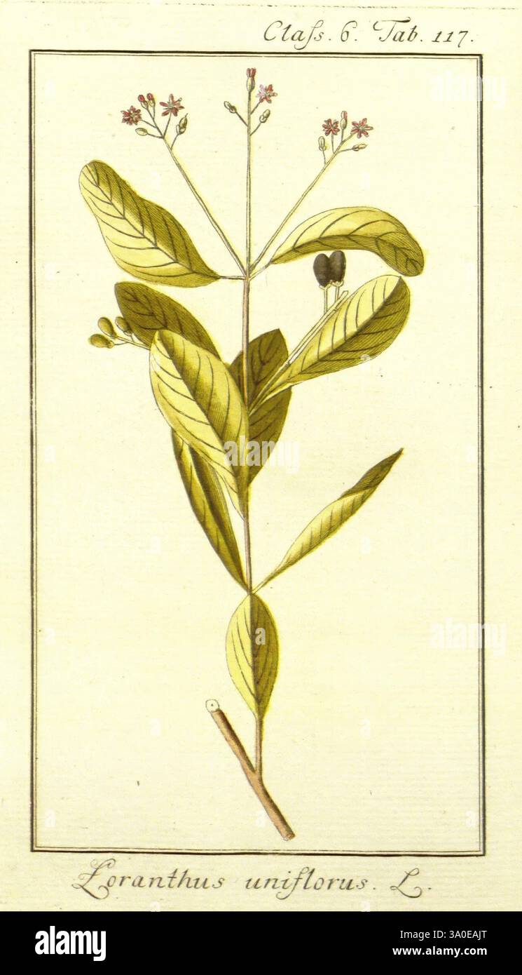 Plant loranthus uniflorus l hi-res stock photography and images - Alamy