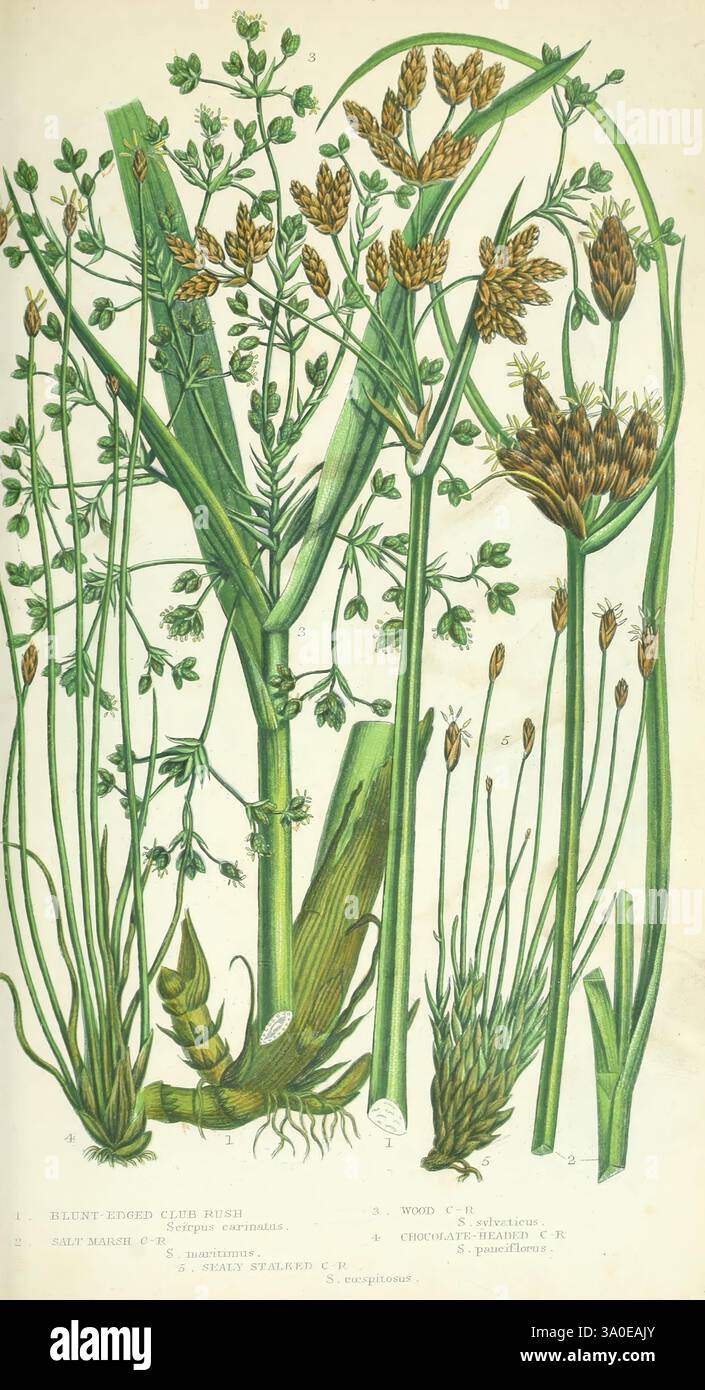 The British Grasses and Sedges London, Society for Promoting Christian ...
