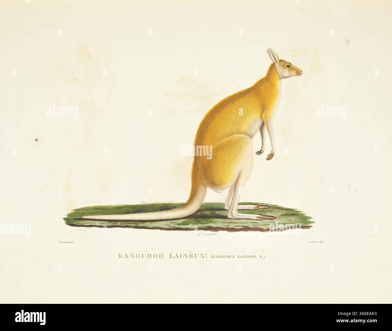 World museum victoria kangaroo louis freycinet prevost mammals hi-res ...