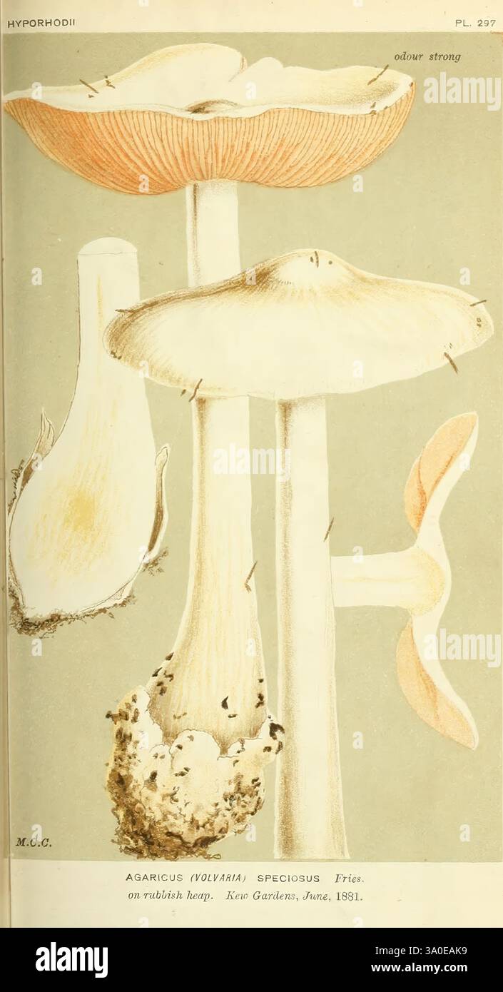 Illustrations, of, British, Fungi, (Hymenomycetes), to, serve, as, an ...