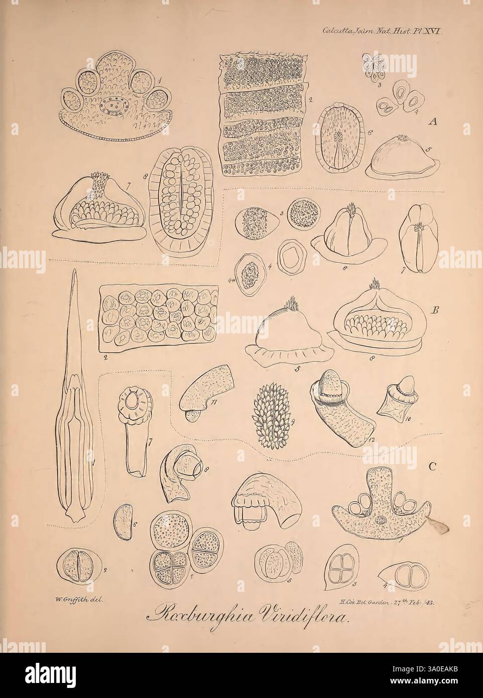 Icones Plantarum Asiaticarum, Calcutta, Bishop's College Press, 1847-54 ...