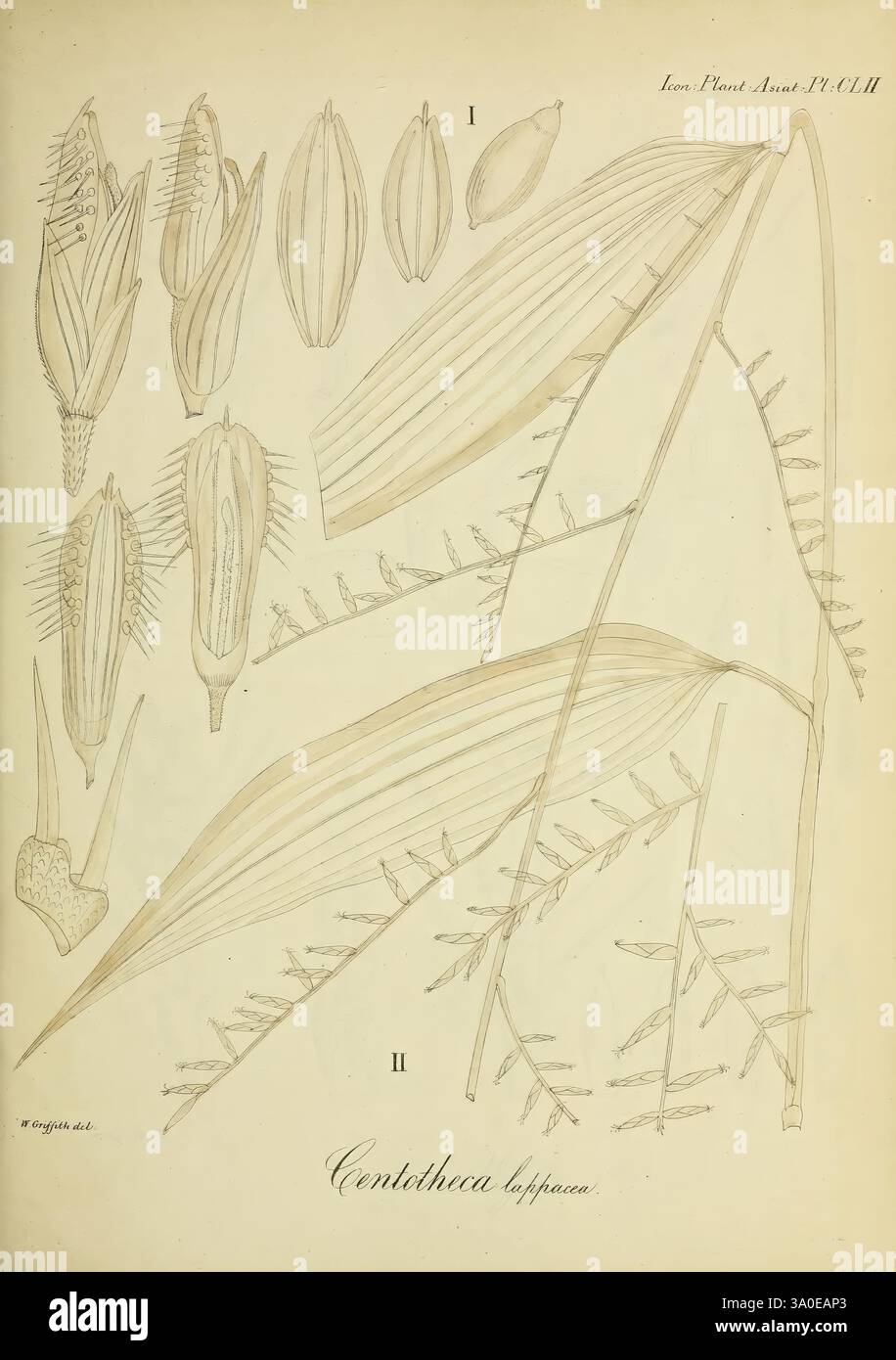 Icones plantarum asiaticarum, Calcutta, Bishop's College Press, 1847-54 ...