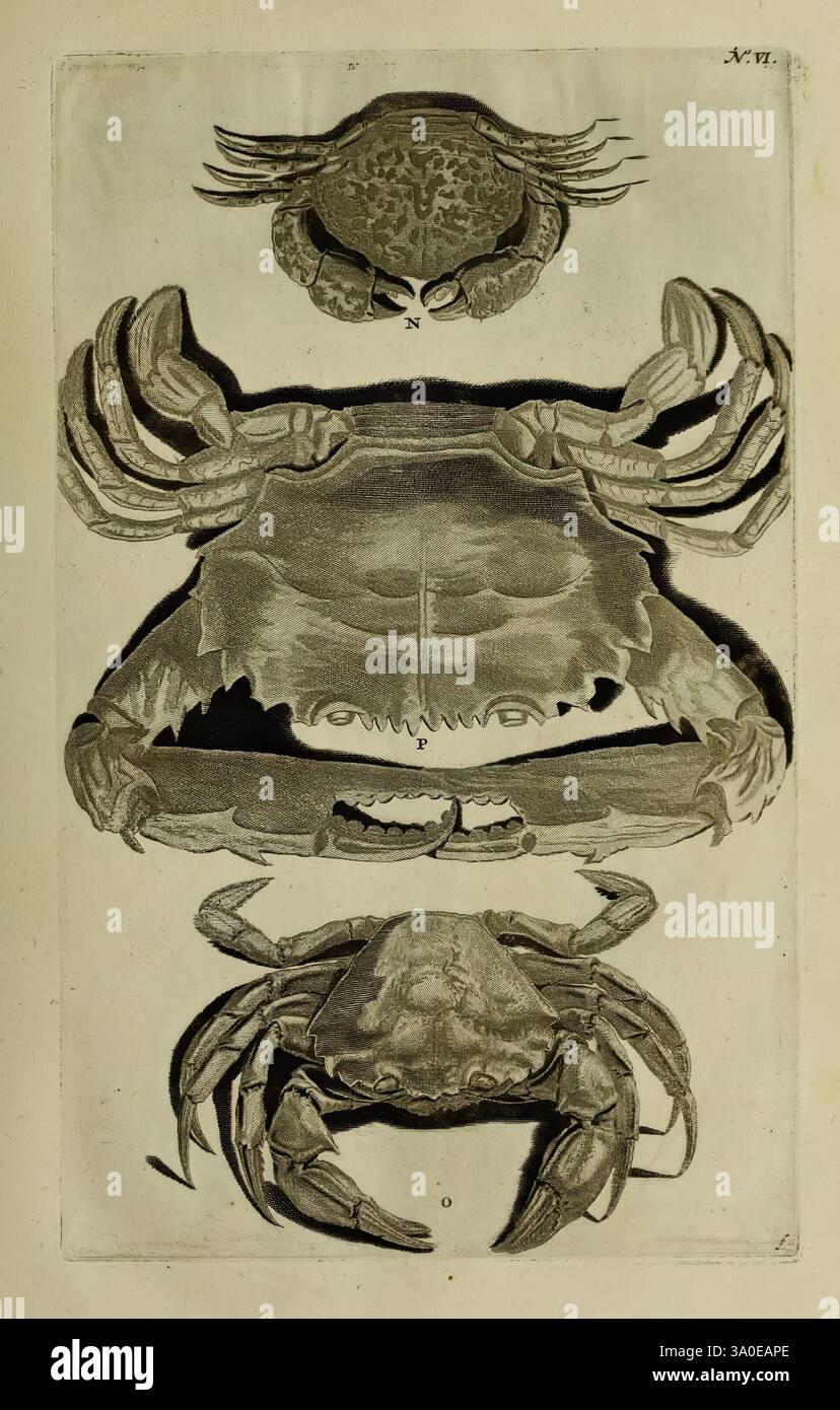 Larger crab shown hi-res stock photography and images - Alamy