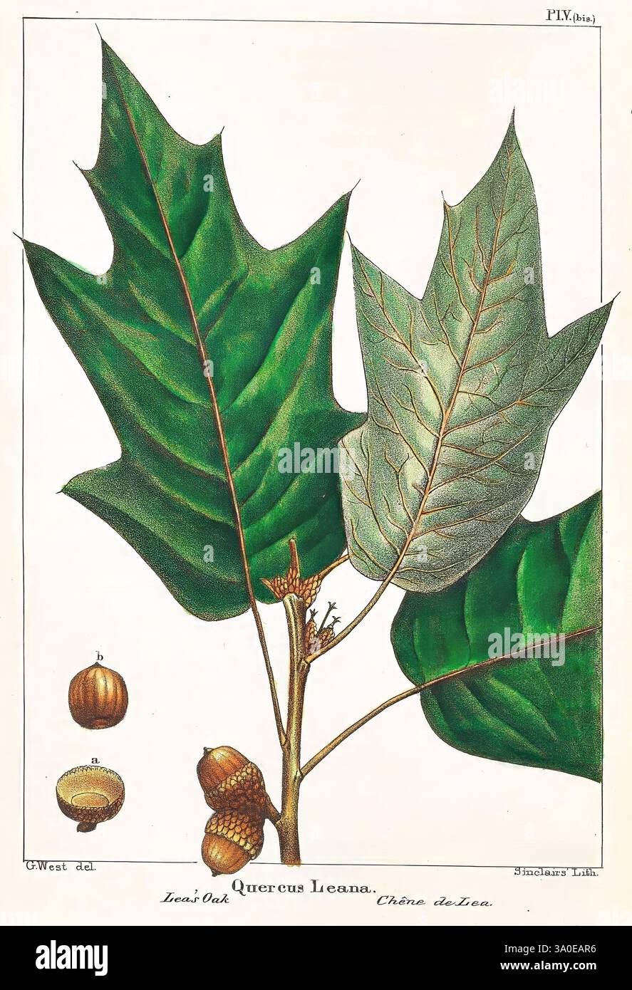 The North American sylva, Philadelphia, J. Dobson, 1841-1849, North ...