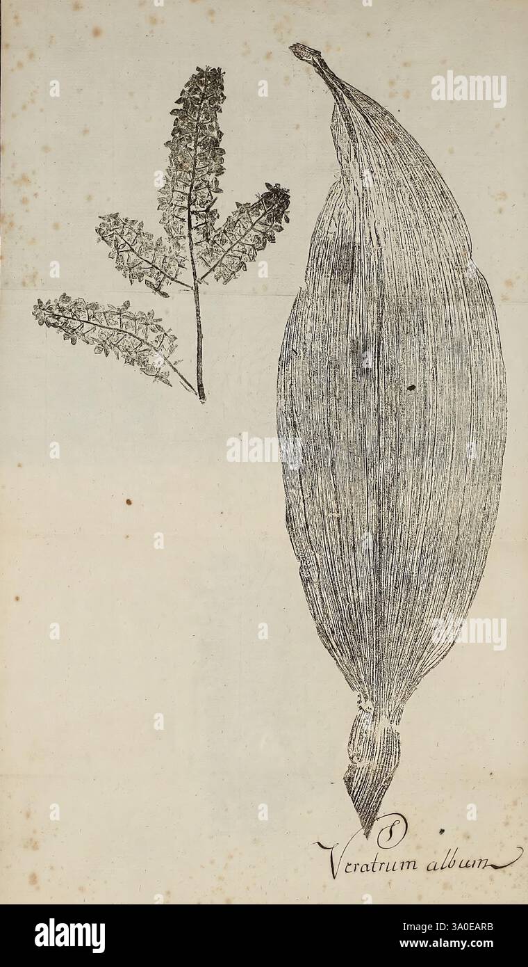 Abdrücke lebendiger Kräuter, Erlang, 1799, nature prints, Veratrum ...