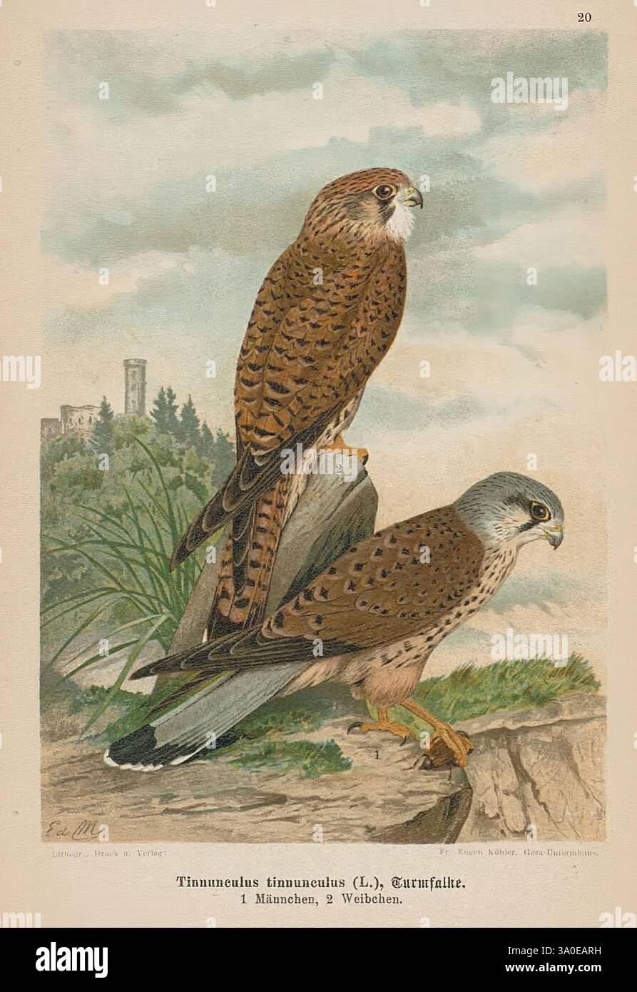 Larger kestrel hi-res stock photography and images - Alamy