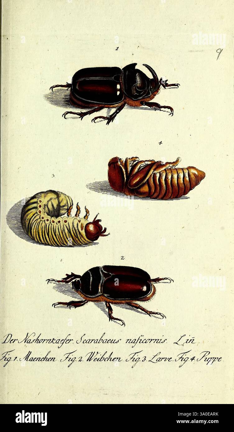 Getreue Abbildungen Naturhistorischer Gegenstände Hinsicht Bechsteins ...