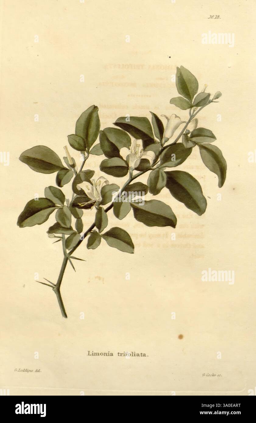 Limonia trilobata hi-res stock photography and images - Alamy