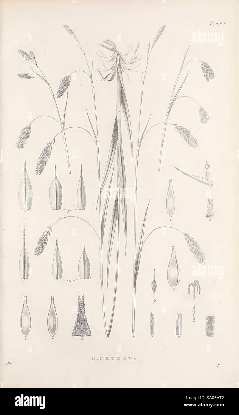 Detailed depictions of various seed forms hi-res stock photography and ...