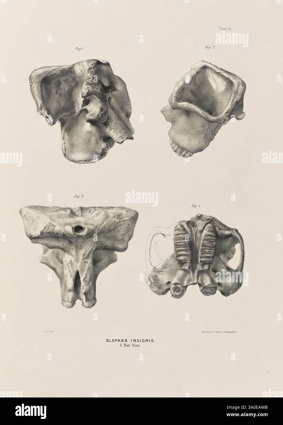 Fauna, antiqua, sivalensis, being the fossil zoology of the Sewalik ...