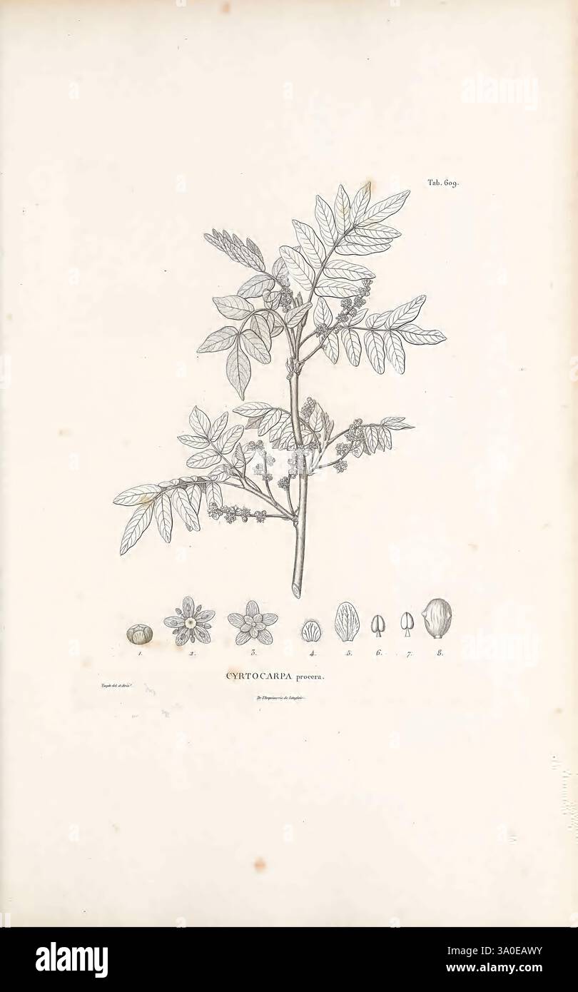 Nova Genera et Species Plantarum, Antverpiae, Ex Officina Christophori ...