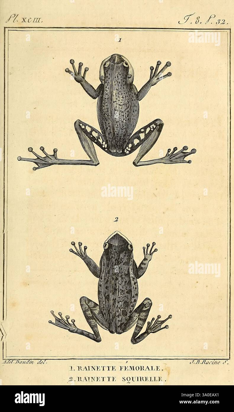 Illustration features two detailed depictions of frogs hi-res stock ...