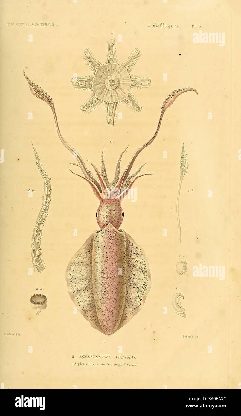 Various components of cephalopod anatomy hi-res stock photography and ...