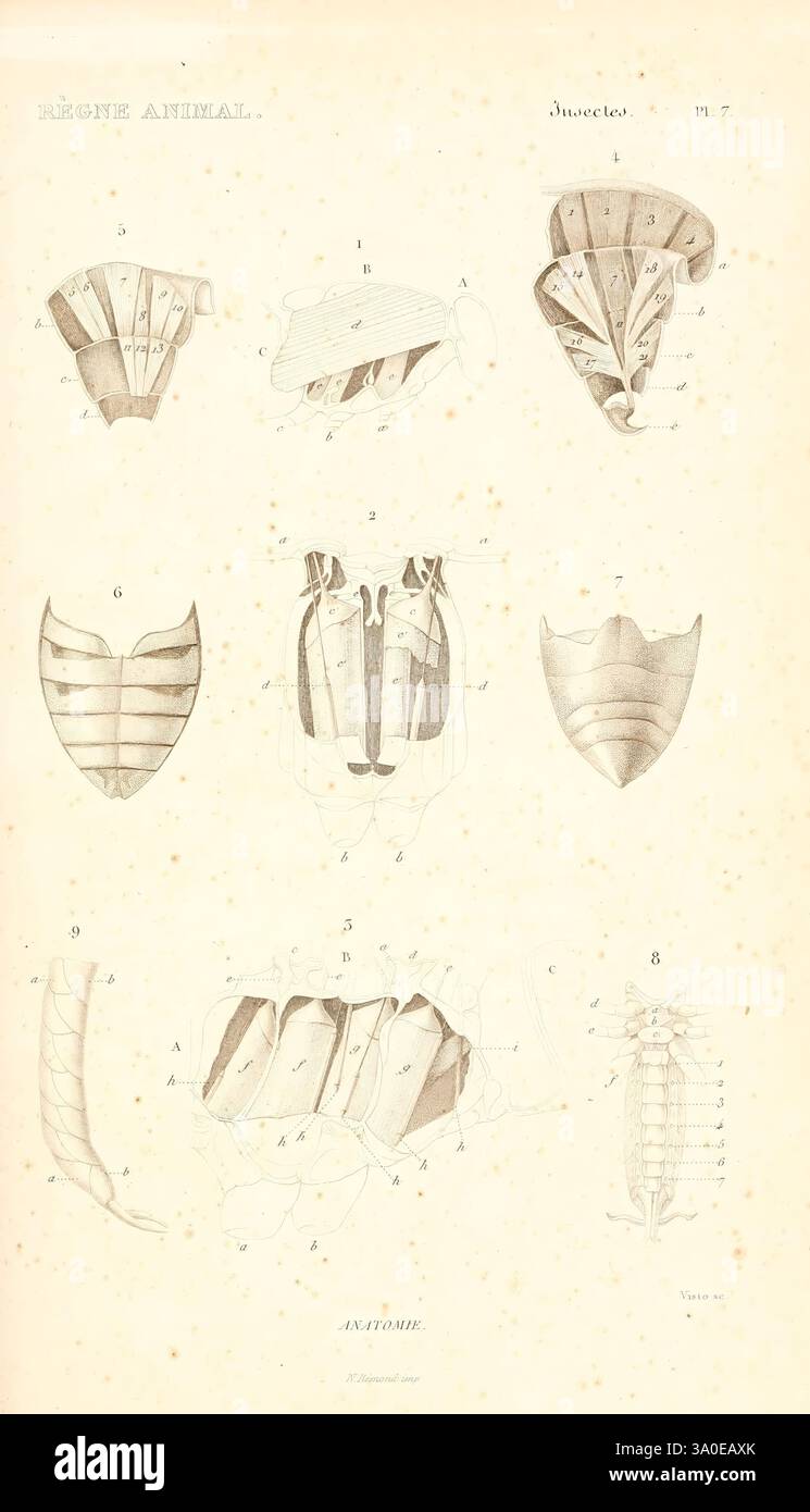 Labeled depictions of various anatomical structures hi-res stock ...