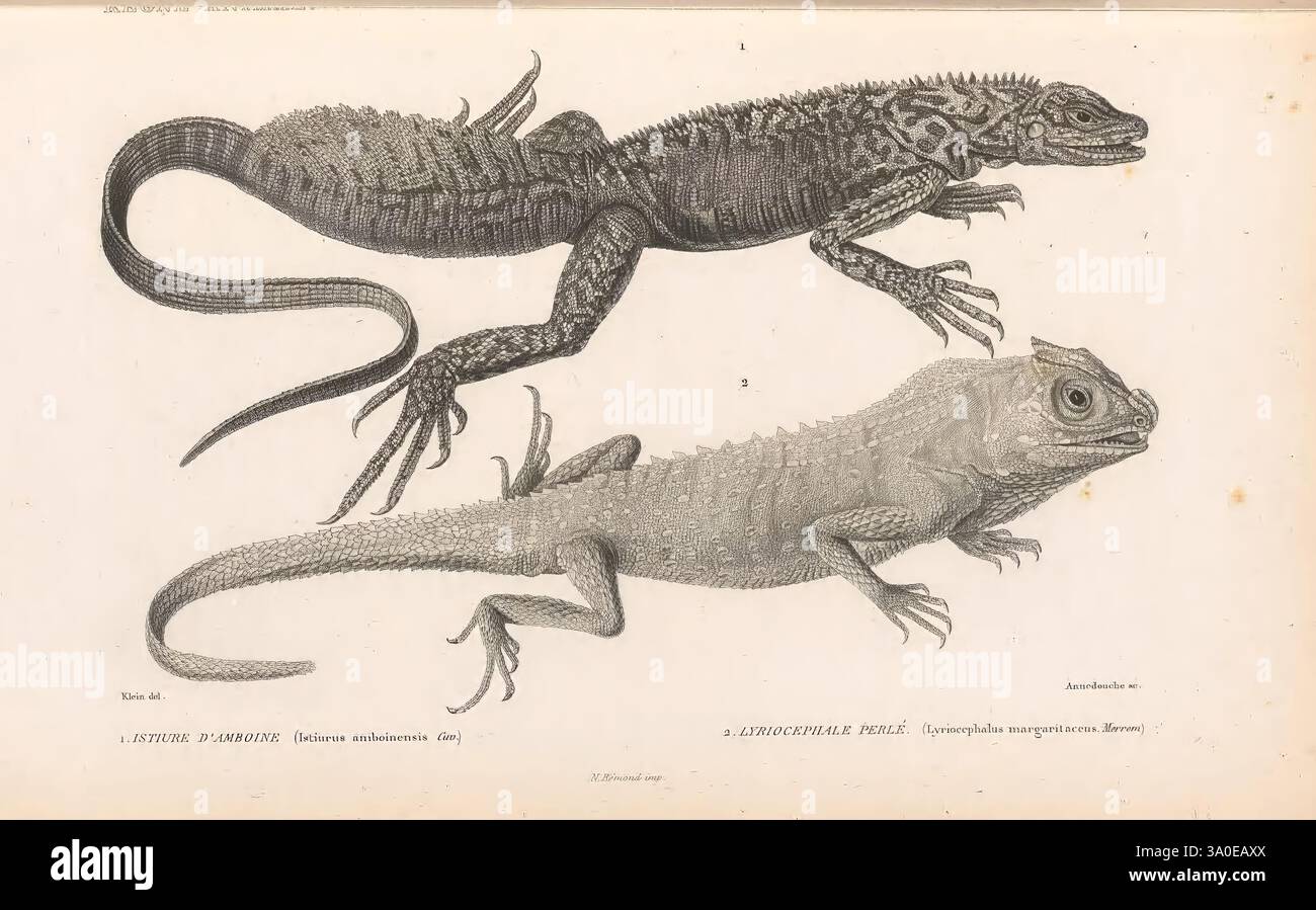 Le règne animal distribué d'après son organisation Paris, 1836-1849 ...