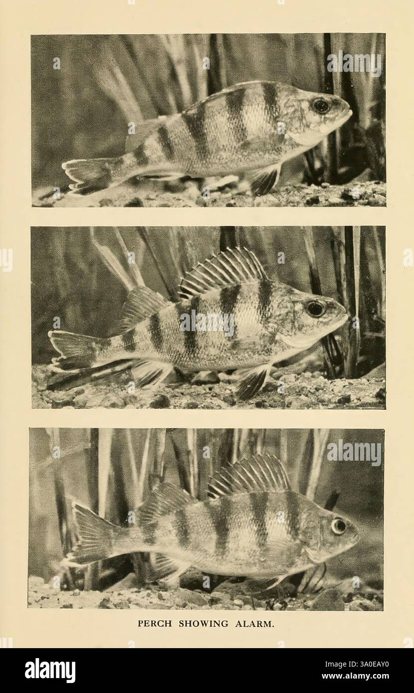 Marvels of fish life as revealed by the camera 1912, fishes ...