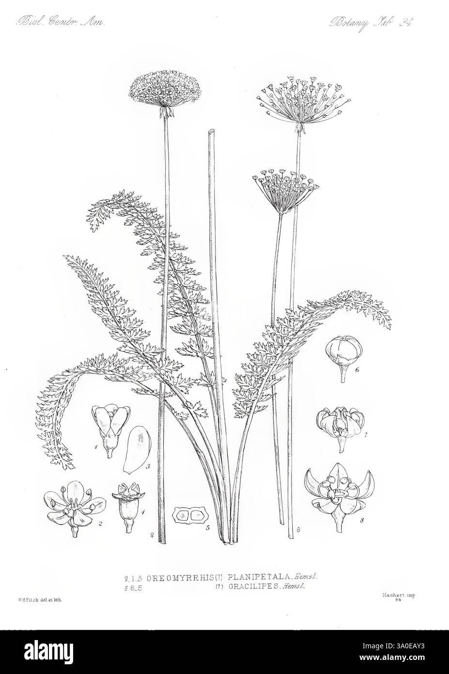 Intricate diagrams of floral structures hi-res stock photography and ...