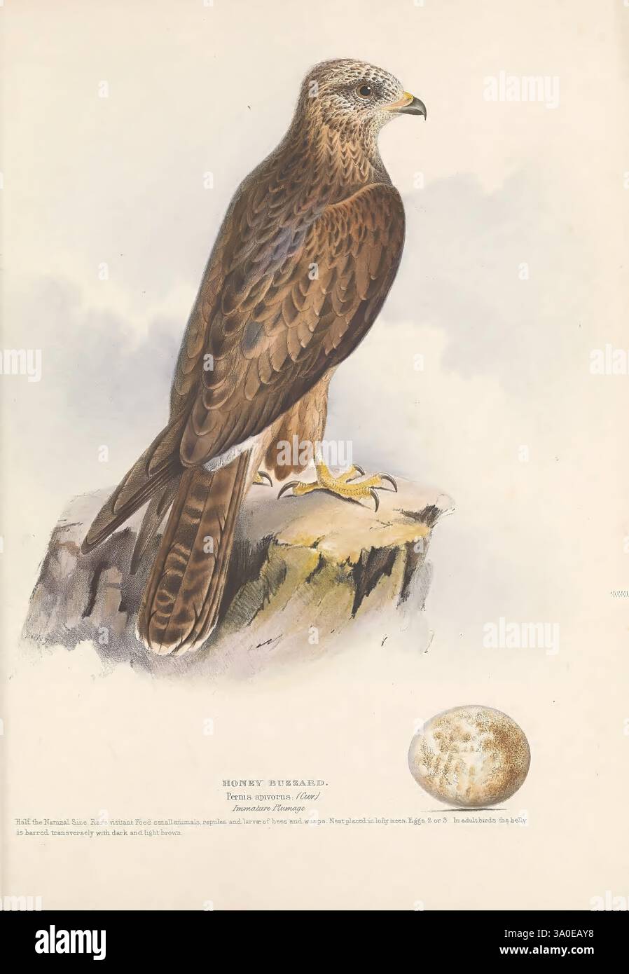 Honey buzzards egg hi-res stock photography and images - Alamy