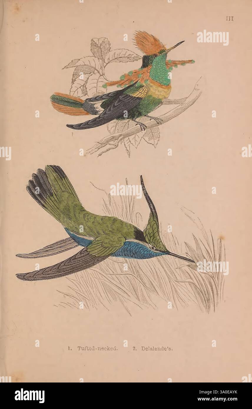 Illustration features two vibrant hummingbirds hi-res stock photography ...
