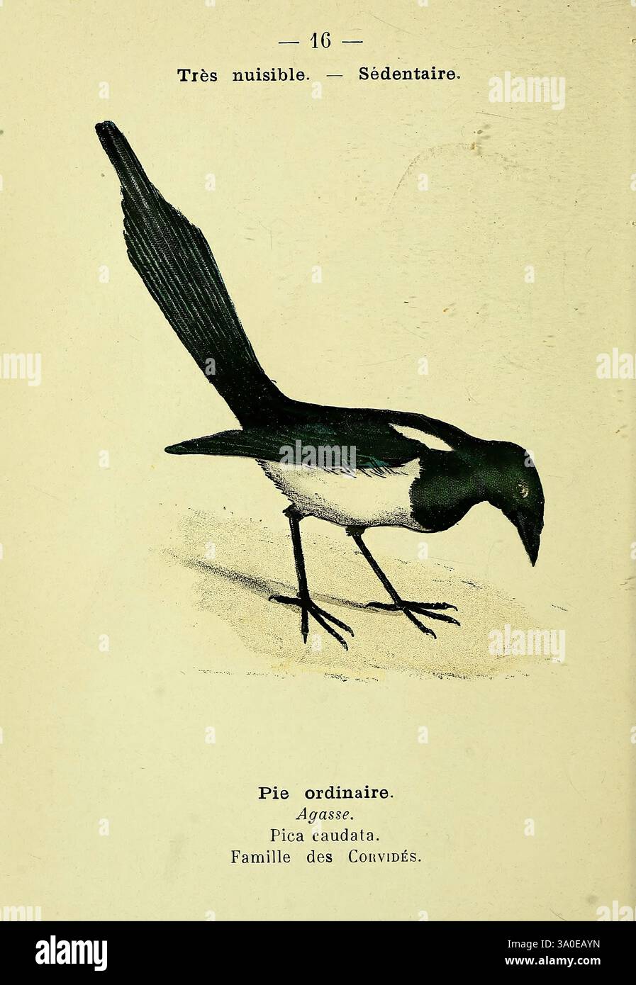 Atlas de poche des oiseaux de France, Suisse, et Belgique, utiles ou ...