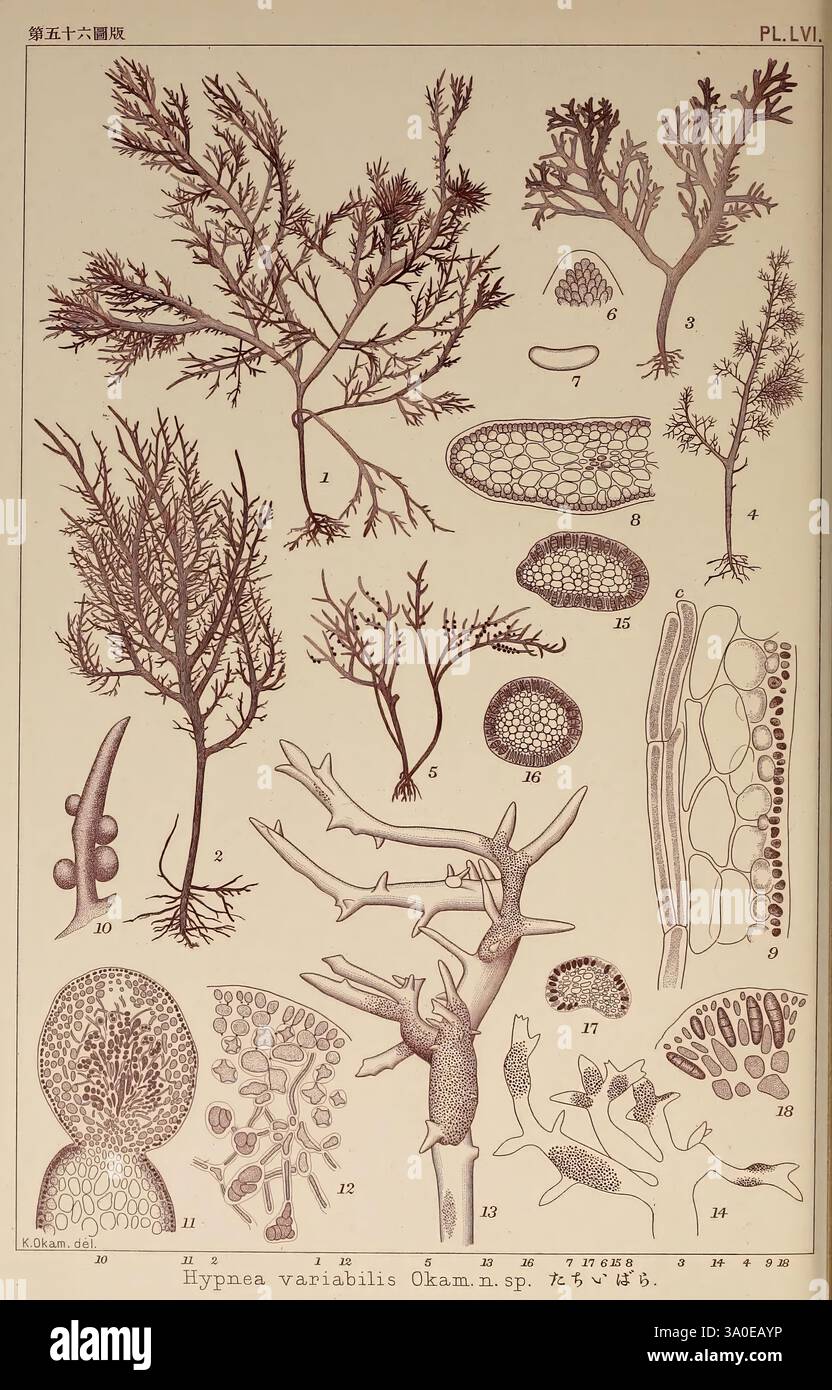 Various forms of marine algae hi-res stock photography and images - Alamy