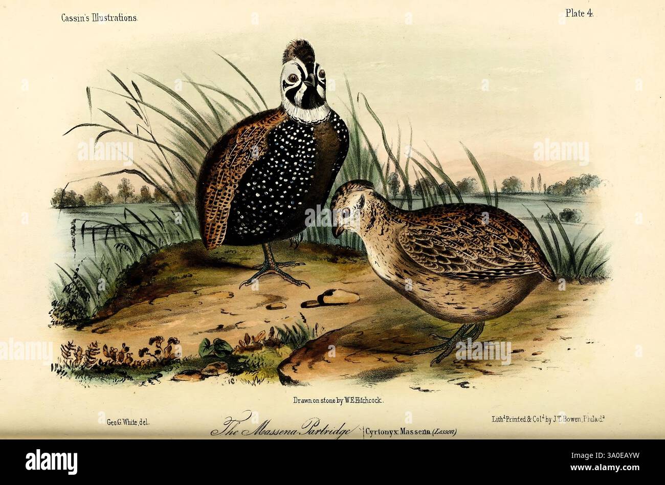 Two quail species hi-res stock photography and images - Alamy