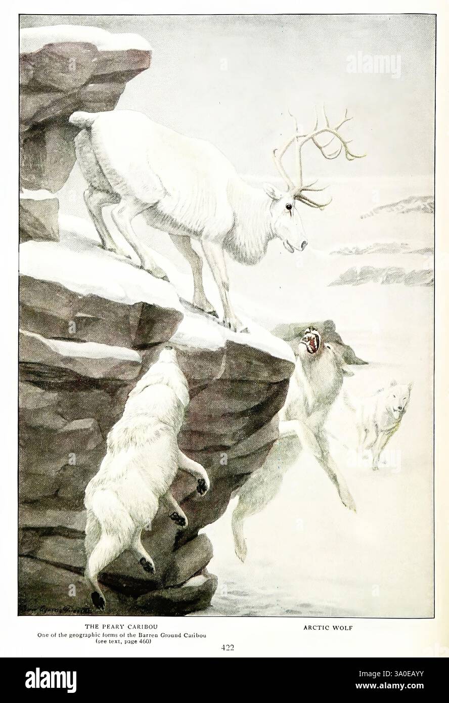 Arctic wolves caribou hi-res stock photography and images - Alamy