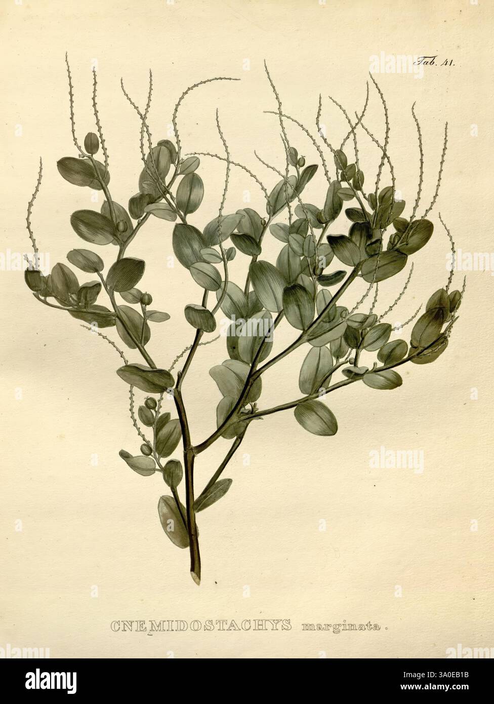 Alternating leaves showcasing hi-res stock photography and images - Alamy