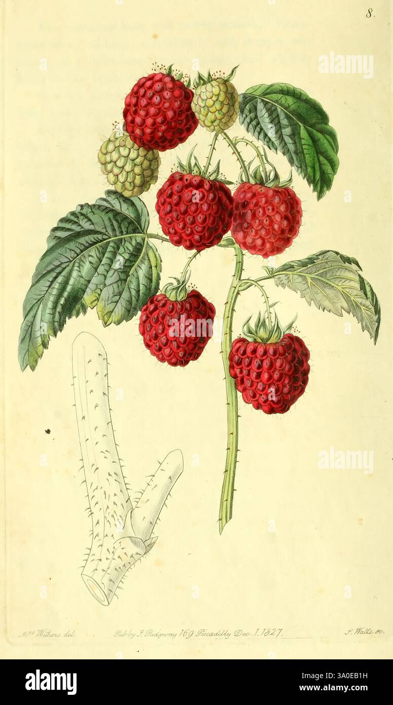 The Pomological Magazine, London, J. Ridgway, Great Britain, raspberry ...