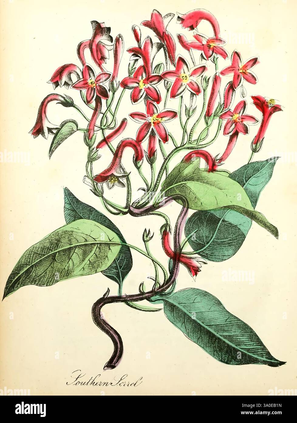 The American flora, New York, Hull & Spencer, 1855, plants, North ...