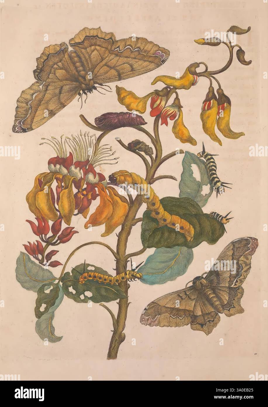 Suriname women in science maria sibylla merian insect entomology hi-res ...