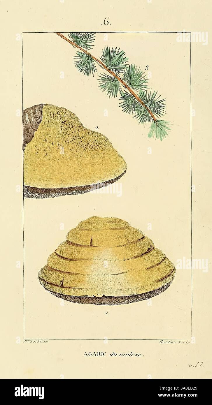 Two distinct types of shells labeled hi-res stock photography and ...