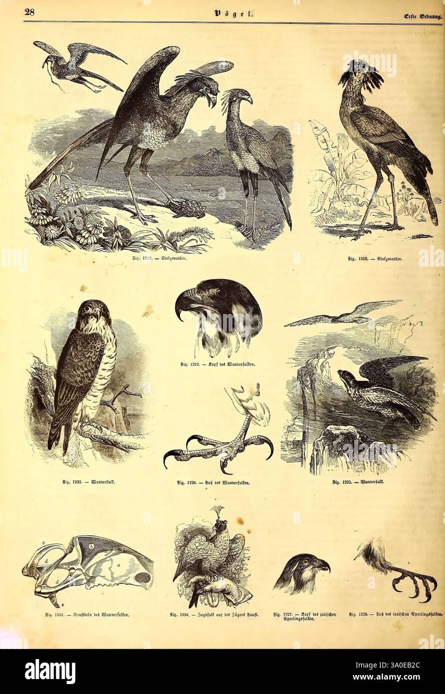 Illustrated Natural History of the Animal Kingdom Leipzig, J.J. Weber ...