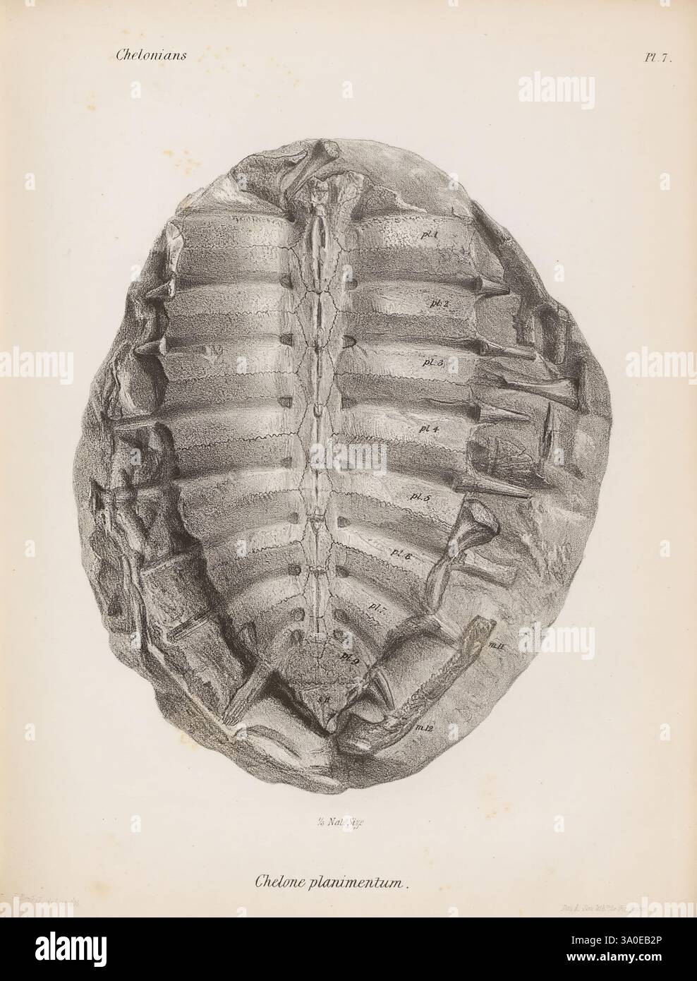 Tortoises unique protective armor hi-res stock photography and images ...