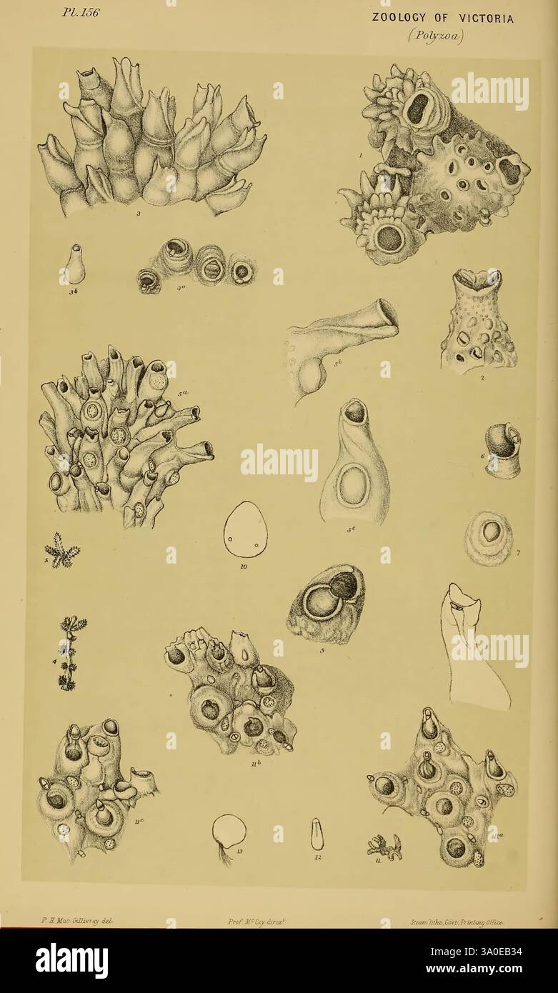 Simple polyp structures hi-res stock photography and images - Alamy