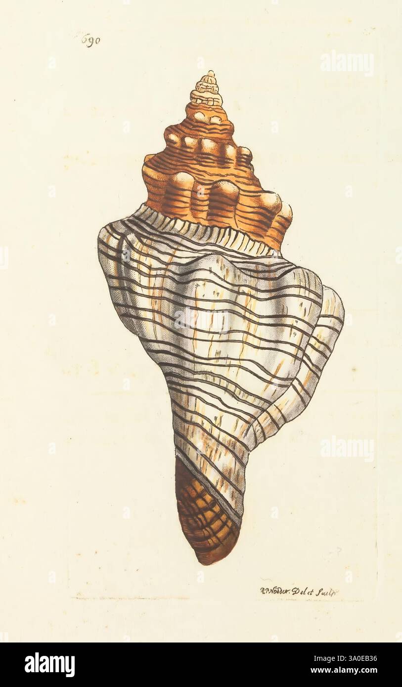 The naturalist's miscellany, or Coloured figures of natural objects ...