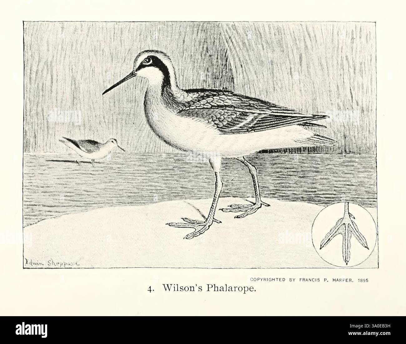 North American shore birds, New York, F. P. 1895, birds, Limicola ...