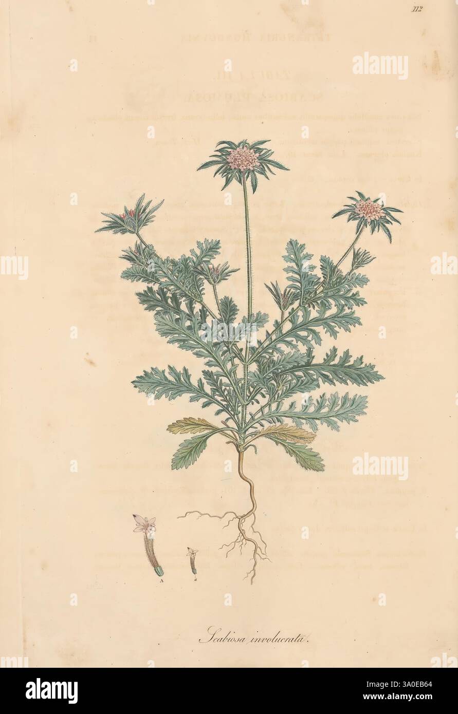 Flora Graeca, sive, Plantarum rariorum historia, quas in provinciis aut ...