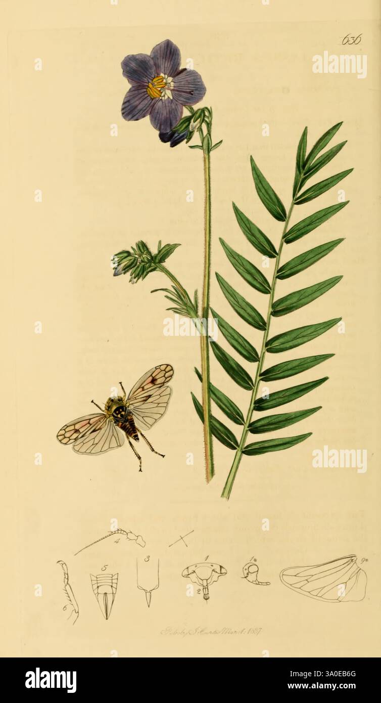 Various insect features hi-res stock photography and images - Alamy