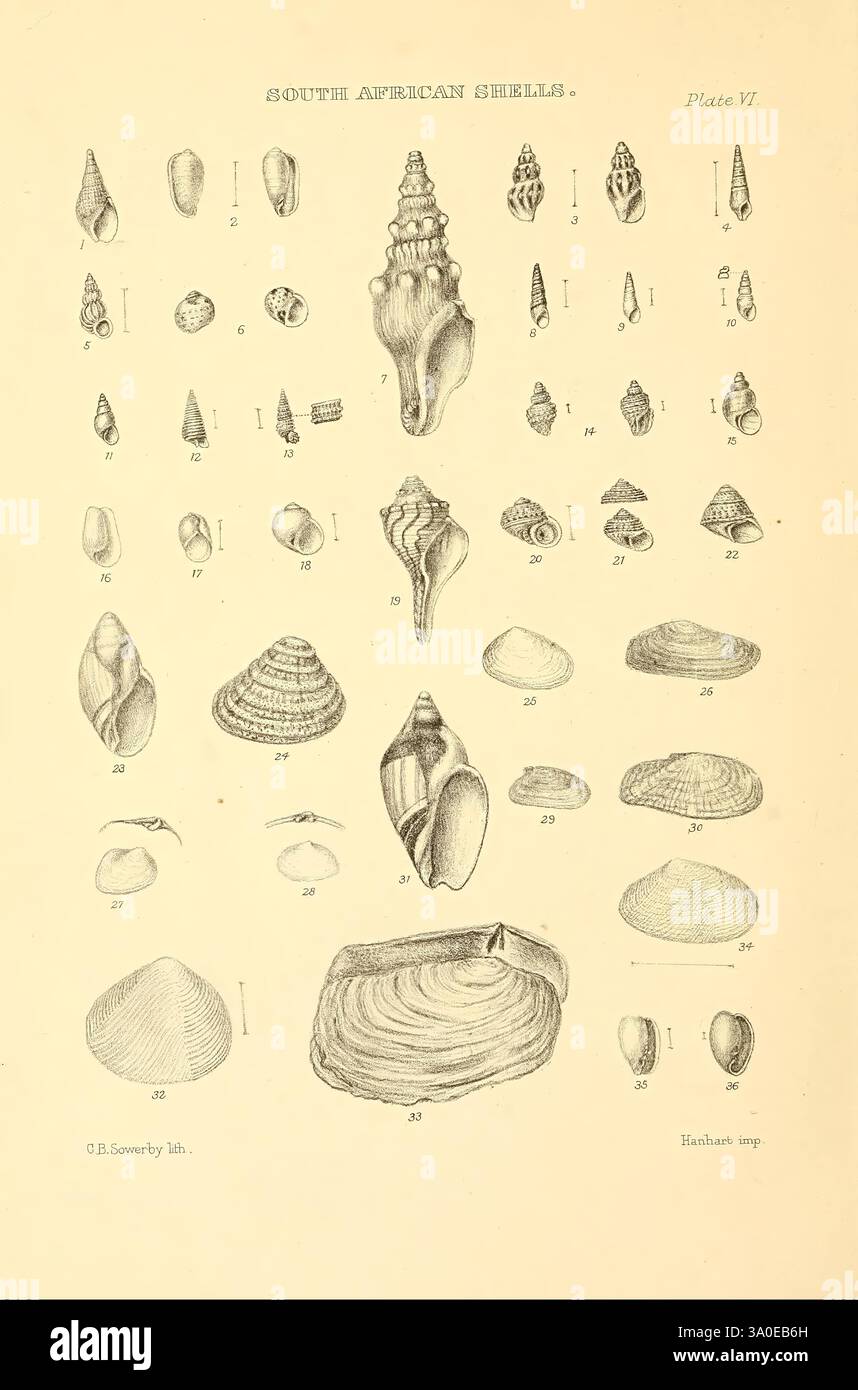 Appendix to Marine Shells of South Africa, London, Sowerby, 1897 ...