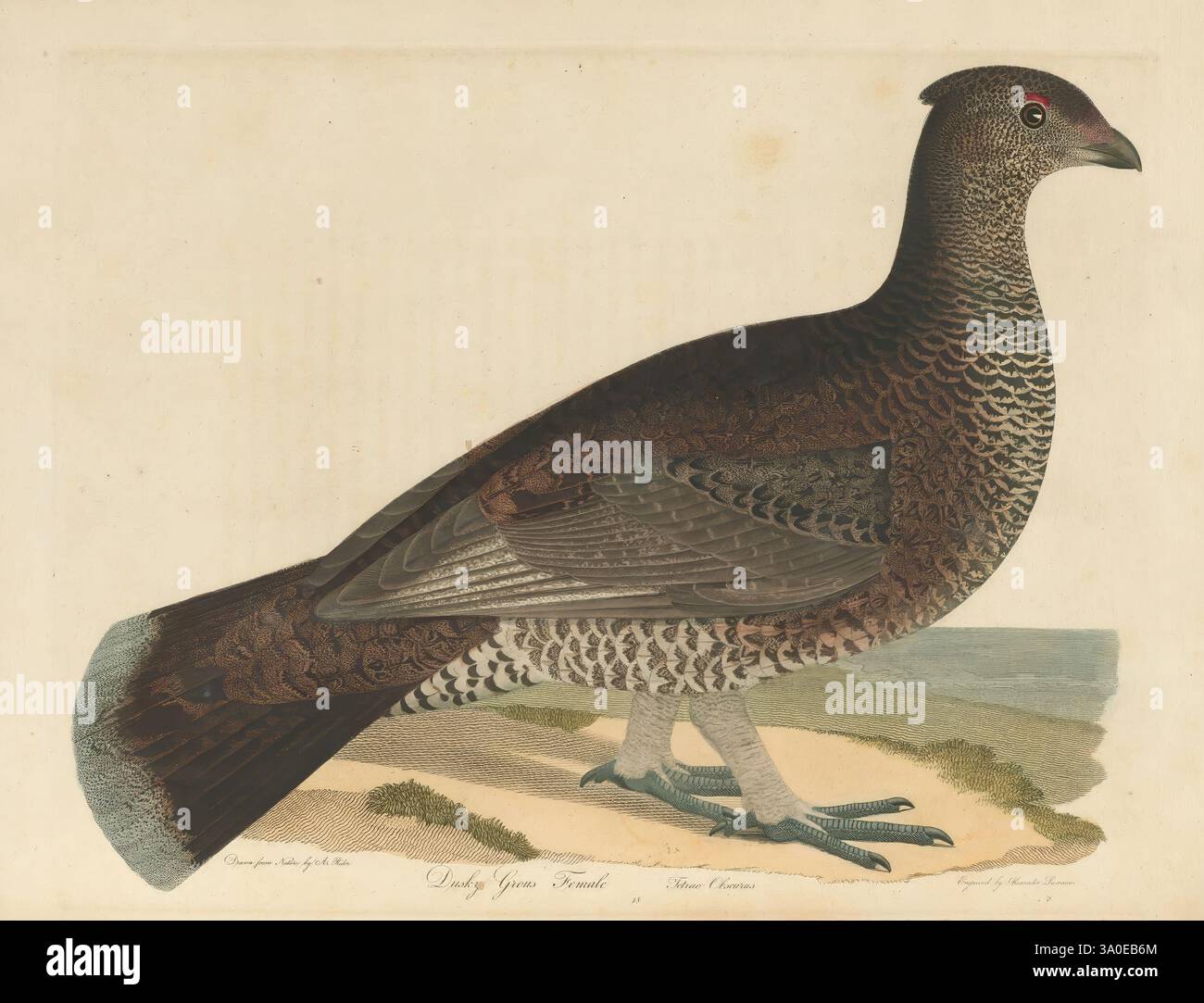 Rich feather patterns hi-res stock photography and images - Alamy