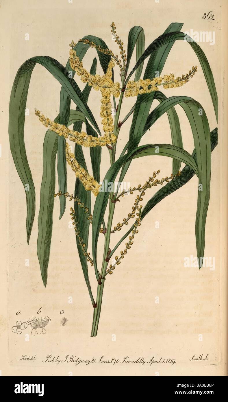 The Botanical Register London Printed for James Ridgway 1815-1828 1815 ...