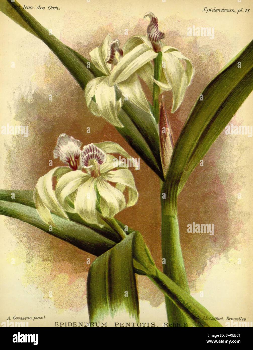 Epidendrum pentotis hi-res stock photography and images - Alamy