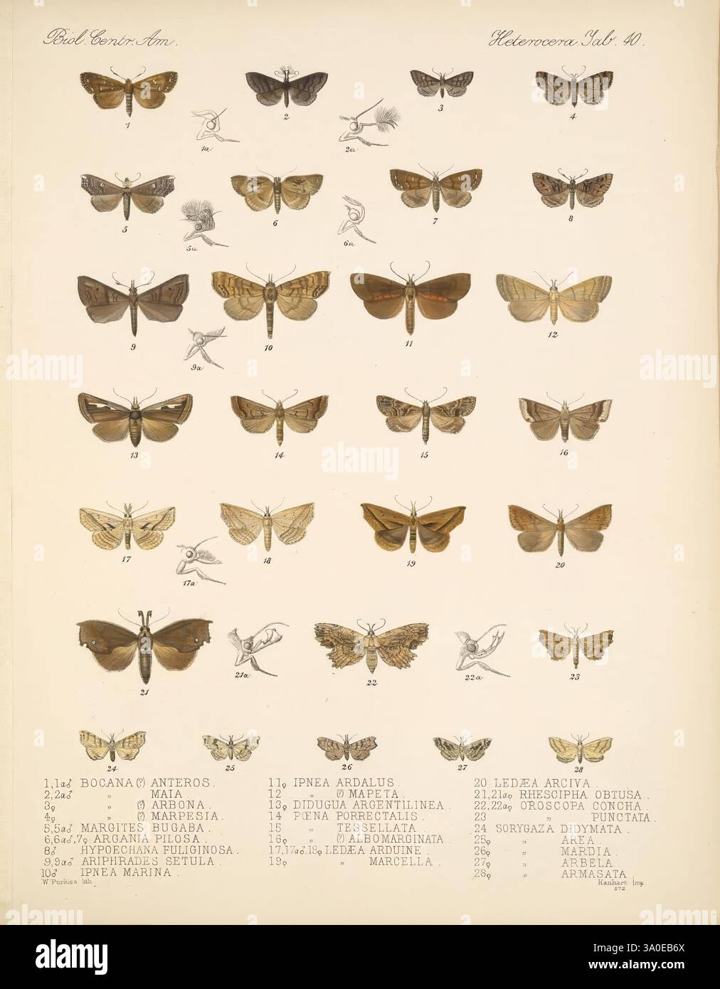 Travel scientific expeditions zoology 40 insect lepidoptera hi-res ...