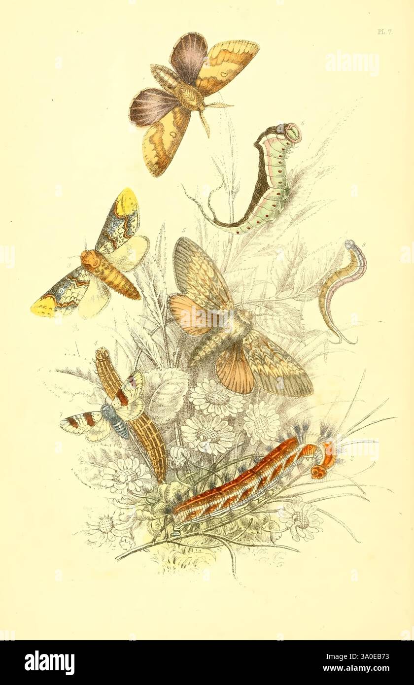 Artwork showcases several distinct species of moths hi-res stock ...