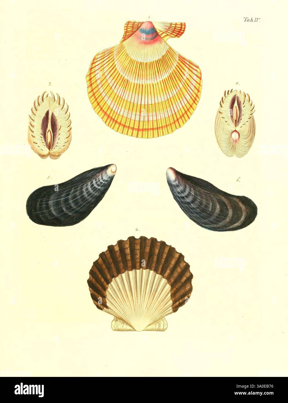 Vibrant scallop shell showcases hi-res stock photography and images - Alamy