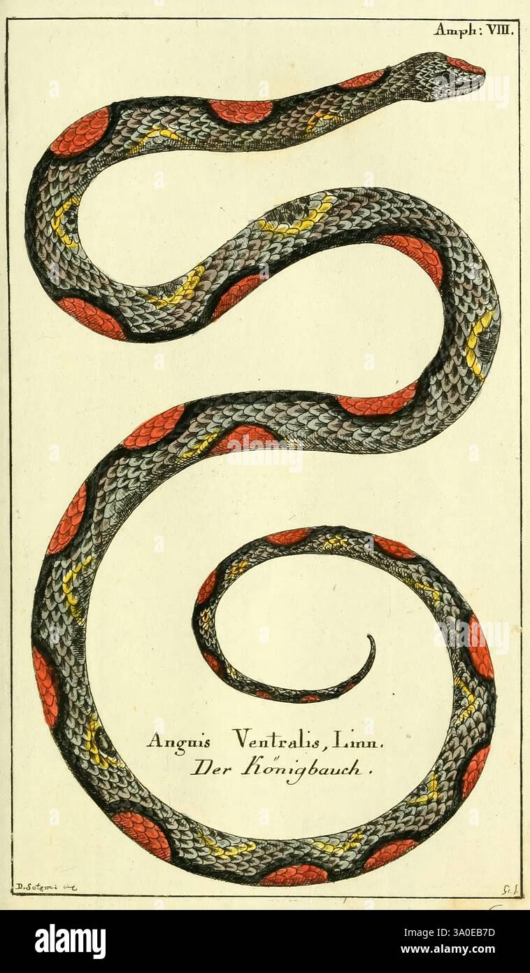 Snakes graceful curves hi-res stock photography and images - Alamy