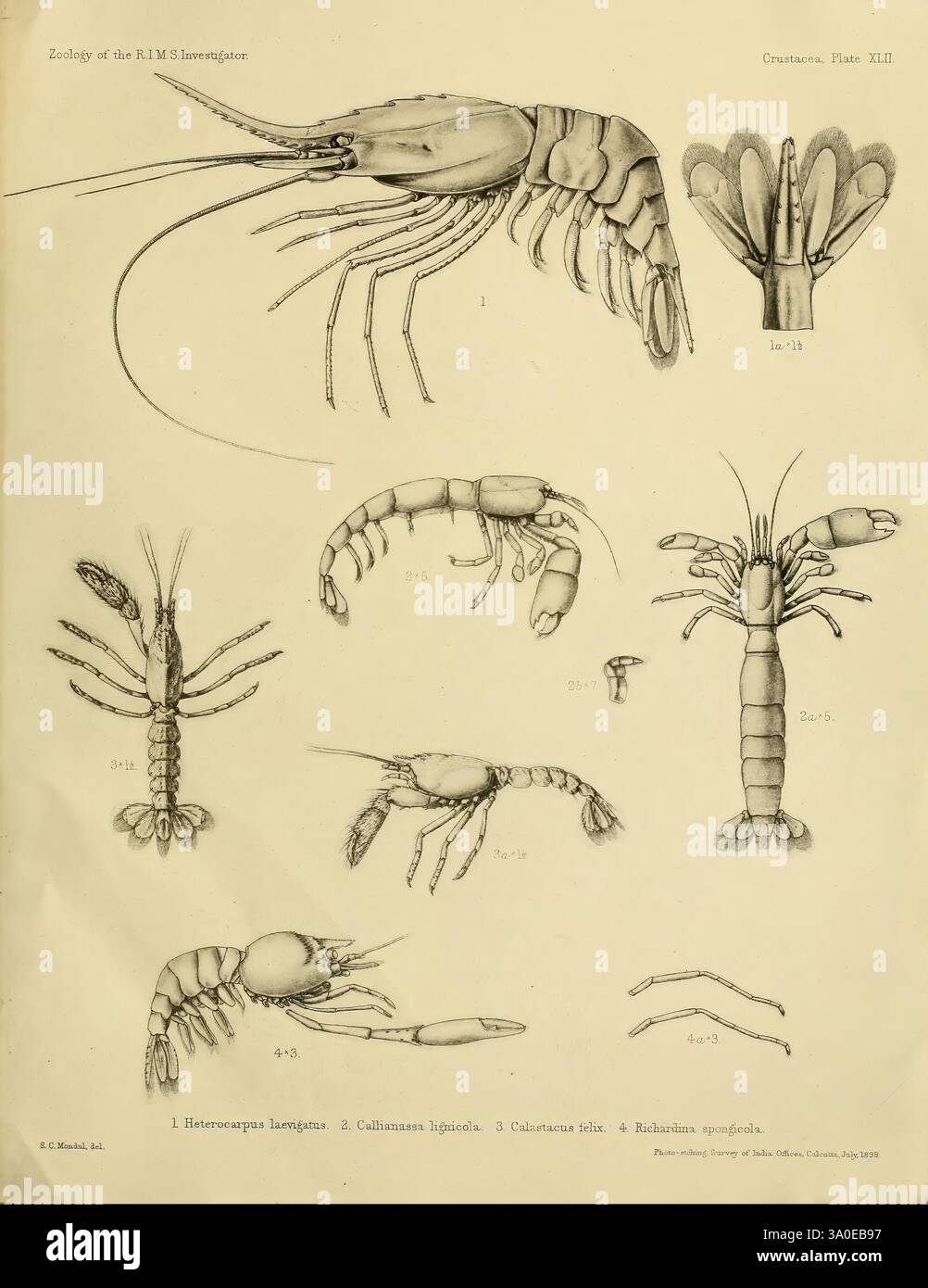 Zoology of the Royal Indian Marine Survey ship Investigator v.18 ...