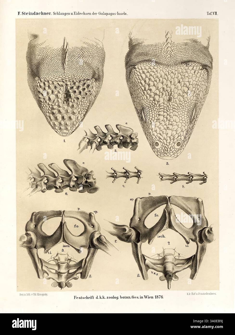 Tortoises anatomy hi-res stock photography and images - Alamy