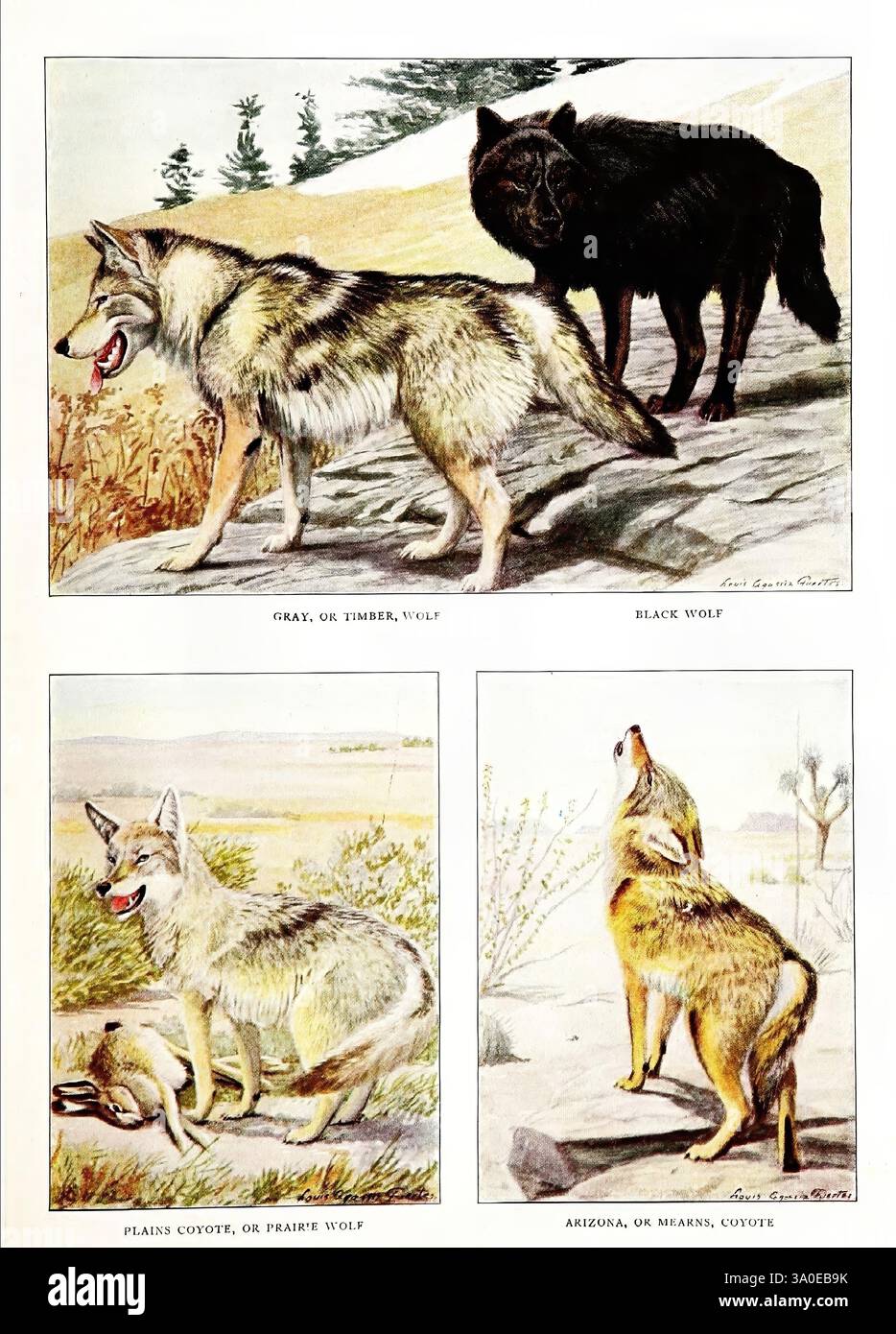 The larger North American mammals Washington National Geographic ...